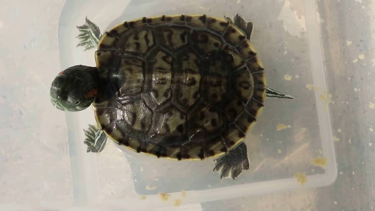 Sunning the 4 terrapins with respiratory infections at Toa Payoh Vets ...