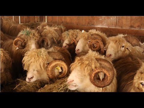 150 de berbeci BĂLI ai lui Crișan Mihai din Vama SM 2021 - YouTube