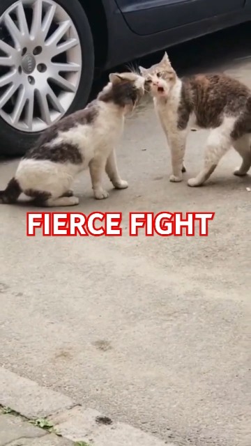 EXCITING! A fight between 2 orange cats. #shorts #catfight #cat # ...