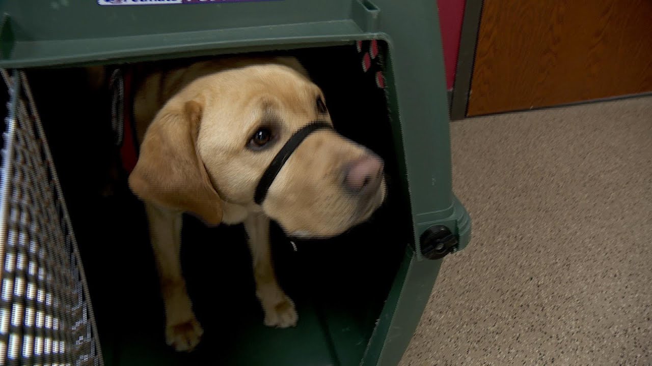 Prison Puppy Program Trains Service Dogs, Changes Lives - YouTube