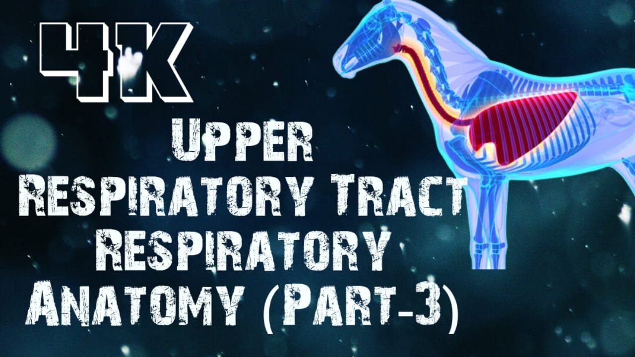 Respiratory System (Part-3) (4K) ।। Upper Respiratory Tract ...