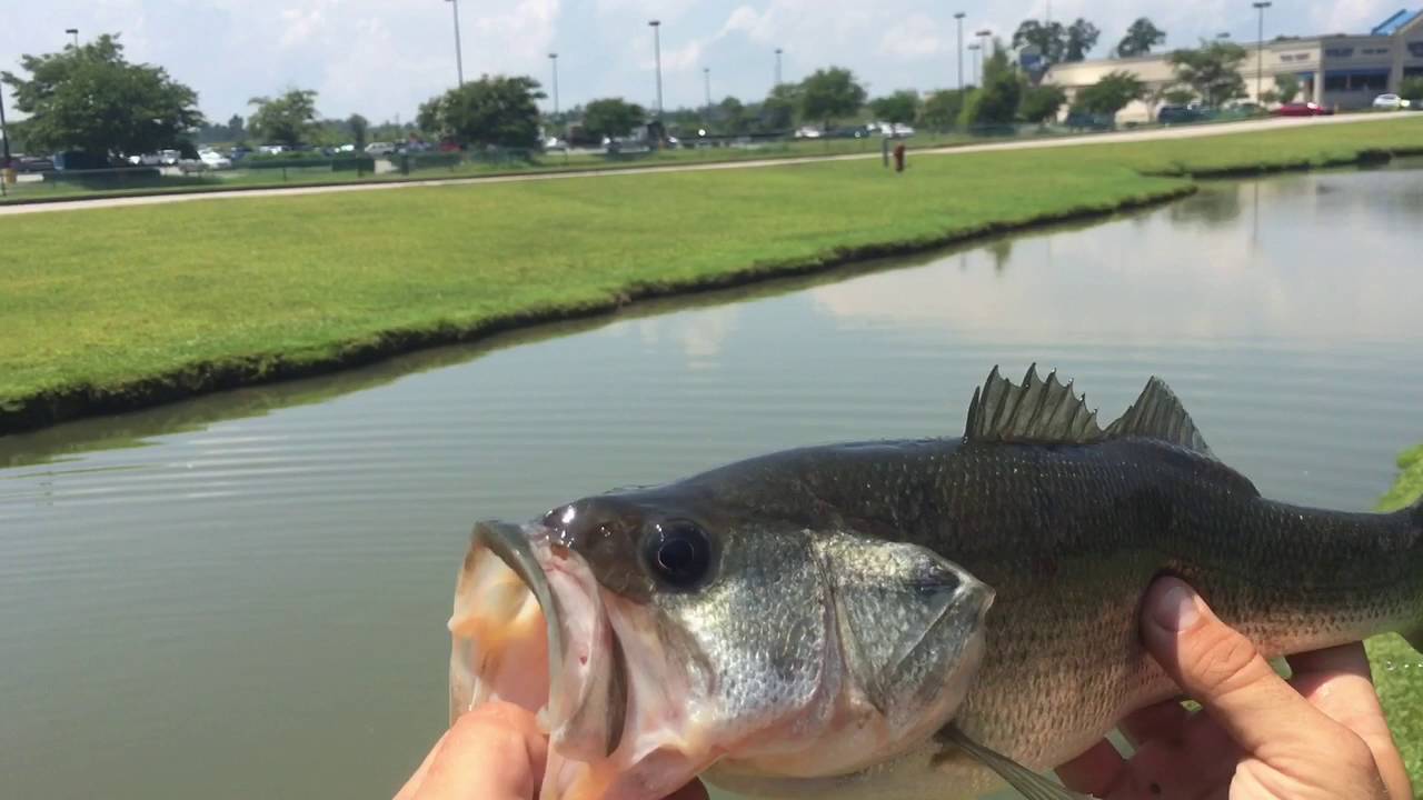 Fishing at Walmart😆 - YouTube