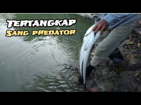 Angkat Pancing Tajur, Poin Gabus Babon di Spot Sungai || Biawak pun ...