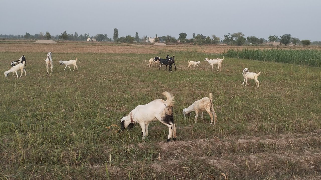 Today goats grazing in the fields all fun😁 - YouTube