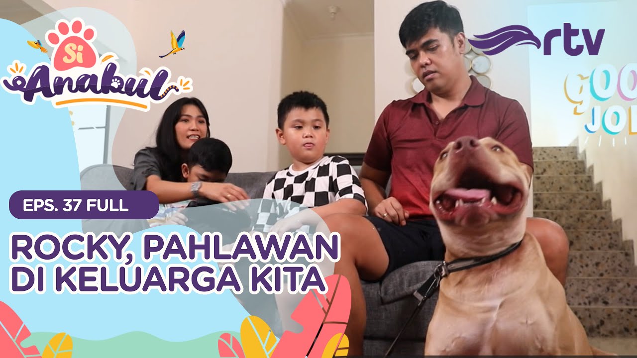 Rocky Anjing Jenis Pitbull Yang Penyayang | Si Anabul RTV - YouTube