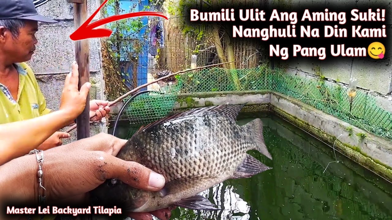 Bumili Ulit Ng Pang Ulam Ang Aming Suki | Master Lei Backyard Tilapia ...