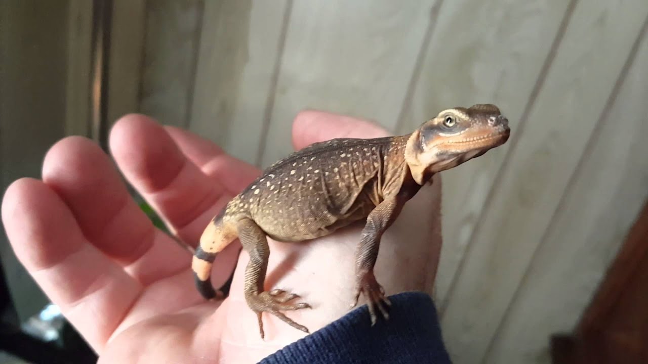 Peanut The Baby Chuckwalla II - YouTube