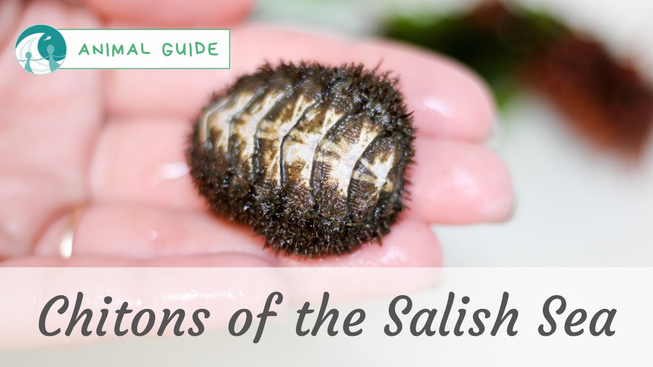 Chitons of the Salish Sea - YouTube