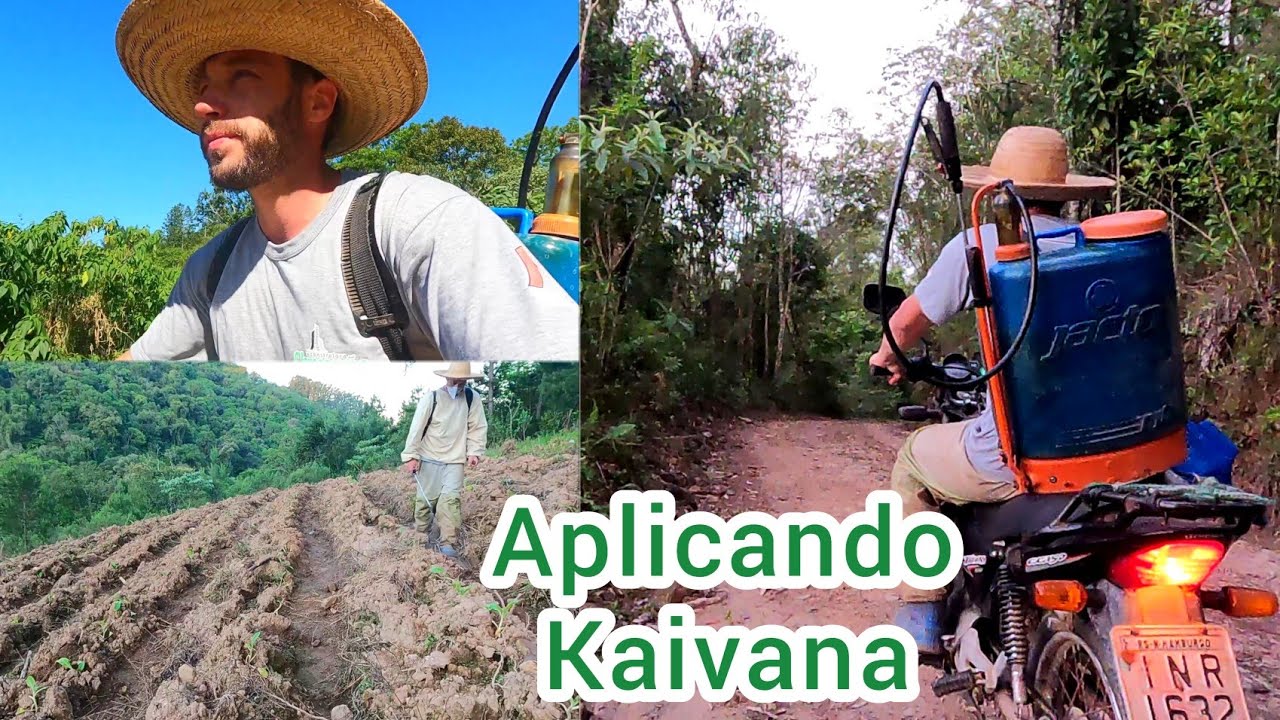 COMO CONTROLAR O INÇO NA SUA LAVOURA DE TABACO/APLICANDO KAIVANA SOBRE ...