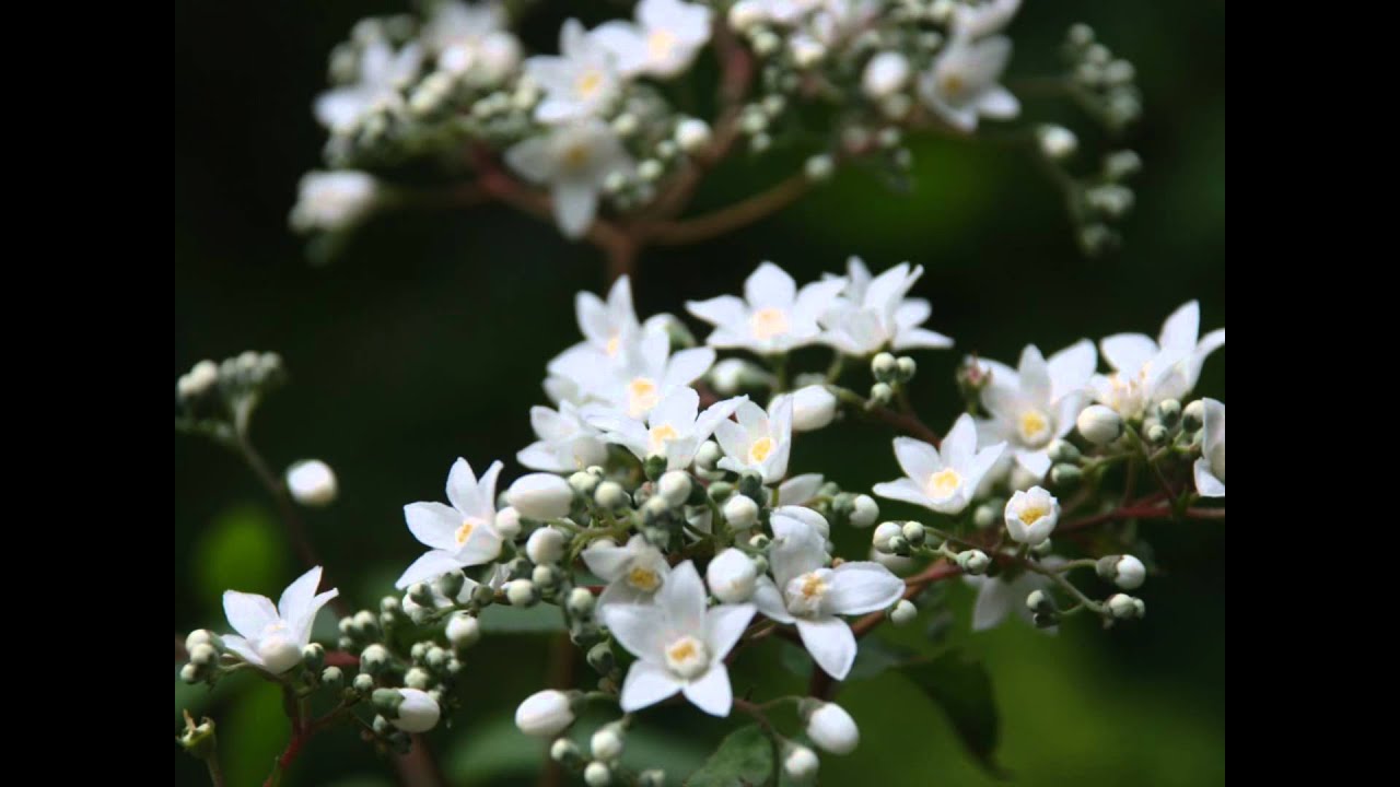 Deutzia setchuenensis var. corymbiflora (Chinese Snow Flower) - YouTube