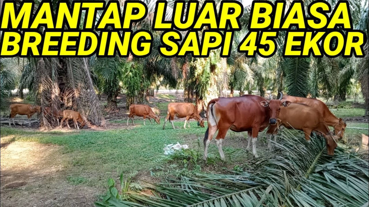 MANTAP BREEDING SAPI BALI 45 EKOR - YouTube