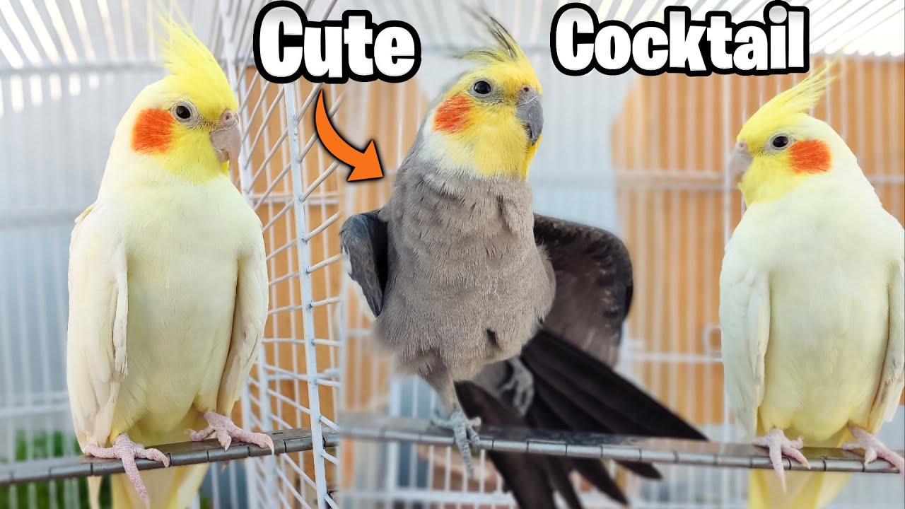 Cute Cocktail Enjoying In Rainy Weather 🥰 | Cockatiel Singing | Birds ...