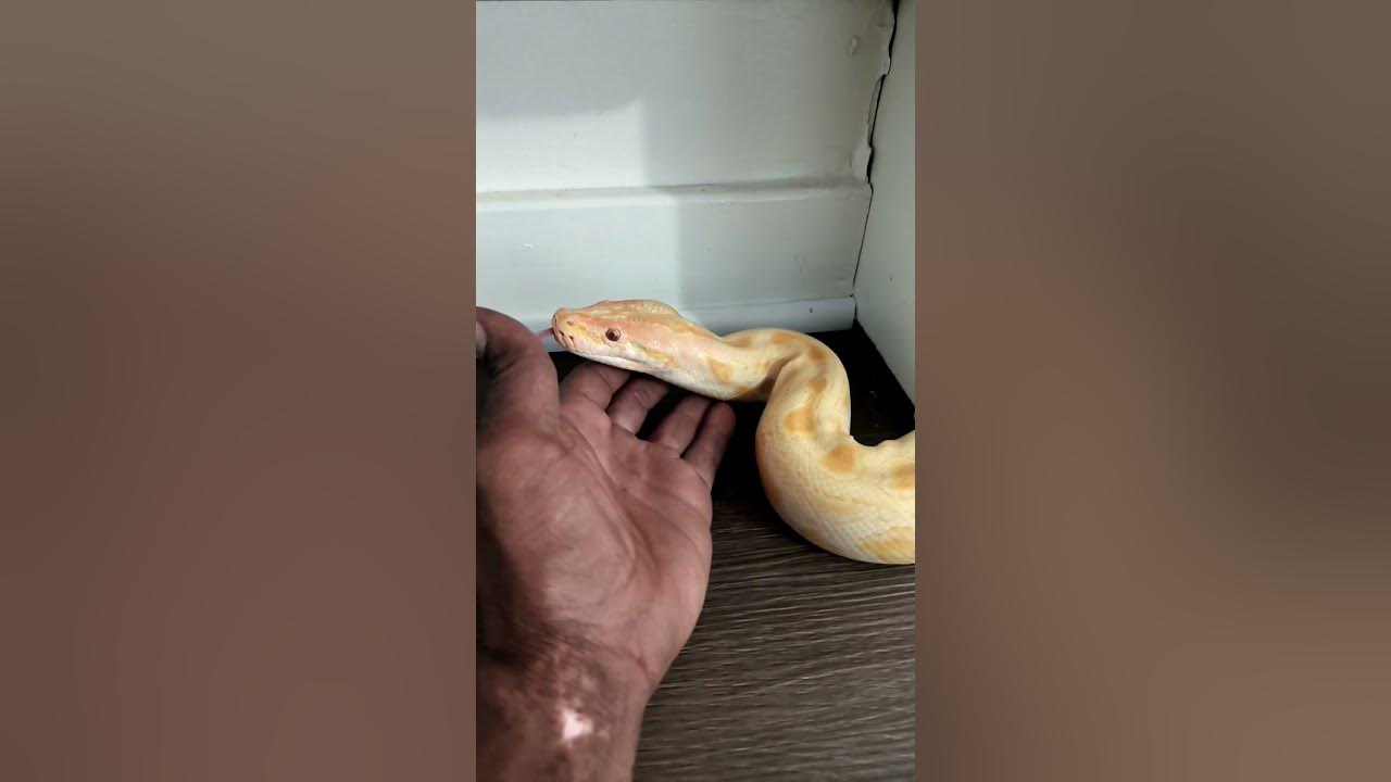 BURMESE Python handling #reptiles #snake #burmesepython - YouTube