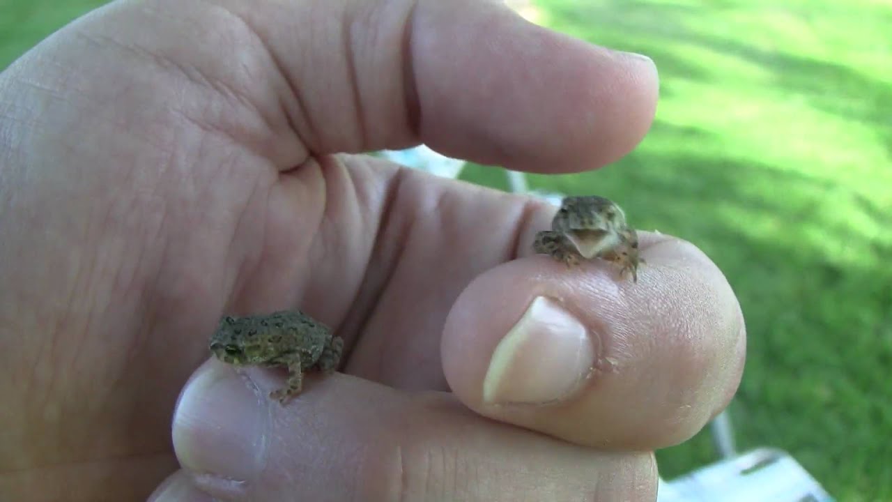 Tiny Toads - YouTube