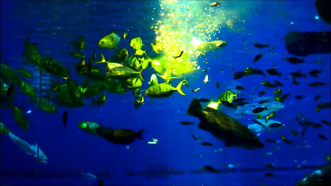 The Blue Planet - ocean tank - YouTube