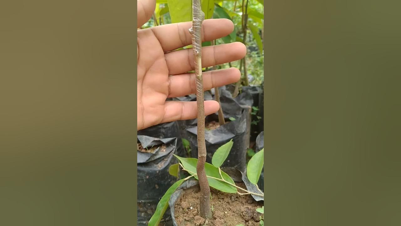cara sambung sisip durian - YouTube