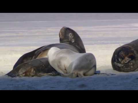 Vəhşi heyvanların həyatı