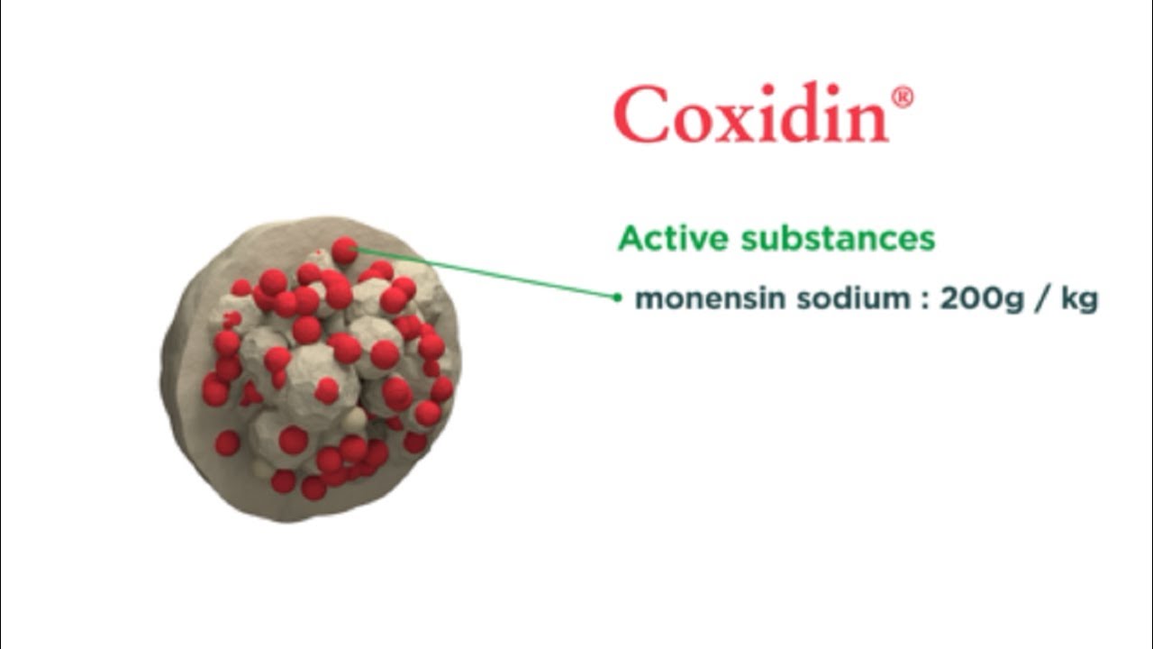 Coxidin - YouTube