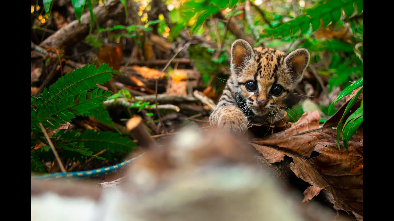 A day with Cefira, the baby Oncilla - YouTube