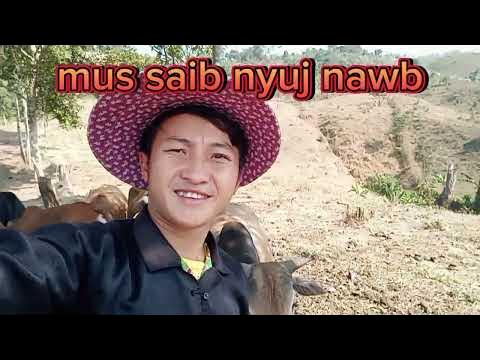 Mus saib nyuj nawb - YouTube