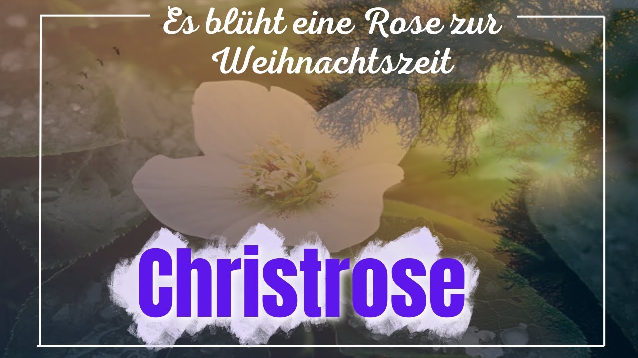 🎼🎄Es blüht eine Rose zur Weihnachtszeit - Das Lied von der Christrose (René Kollo) - YouTube