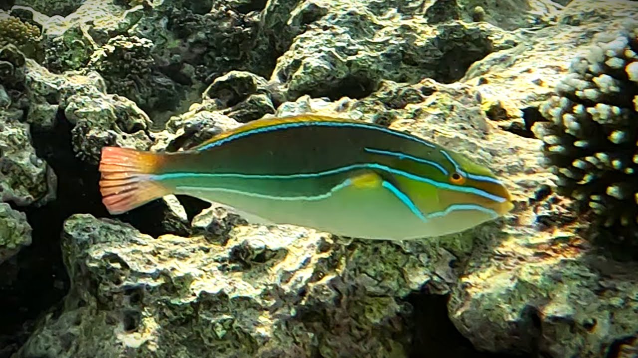 Blue-Lined Wrasse ( Stethojulis albovittata ) male (4K) - YouTube