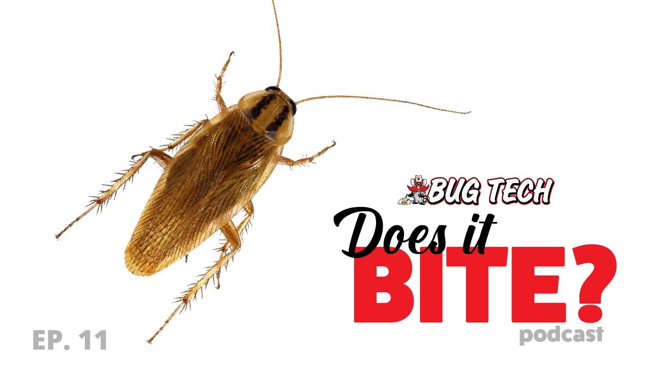The Dangers of German Cockroaches in Your Home - Episode 11 - YouTube