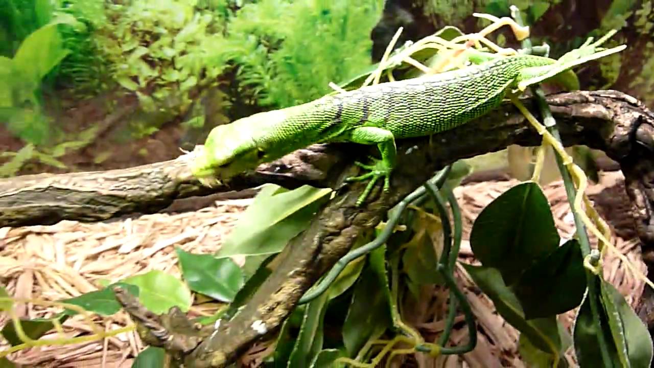 cb baby green tree monitor feeding - YouTube