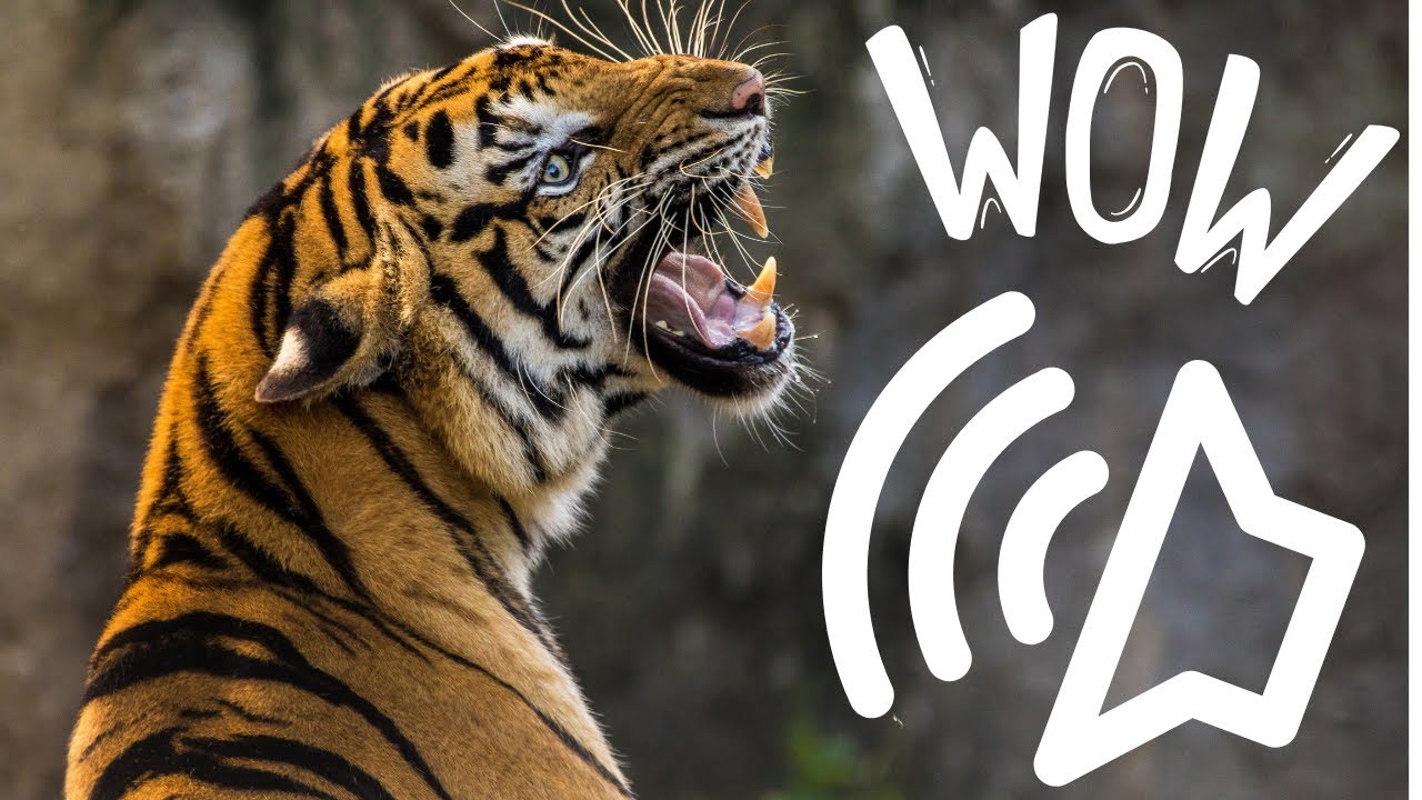 Le FEULEMENT du TIGRE - YouTube