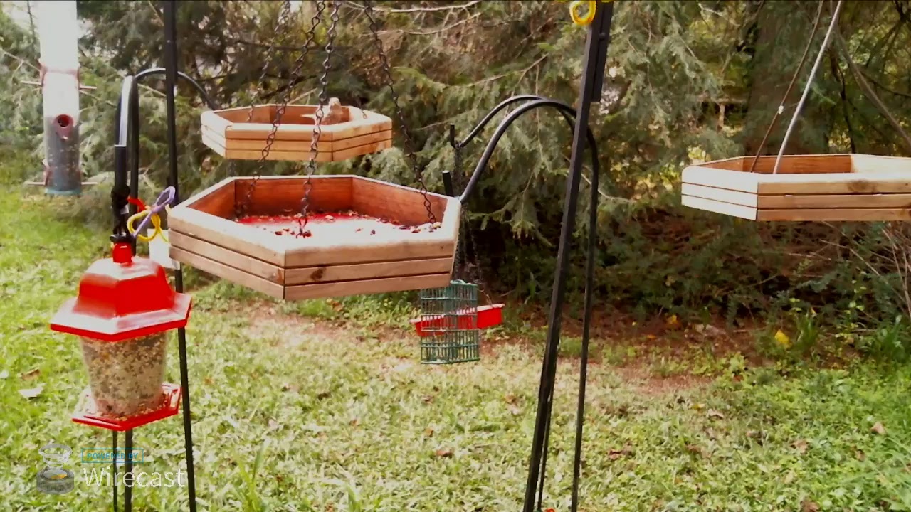 Blue Ridge Birds And Critters Cam - YouTube