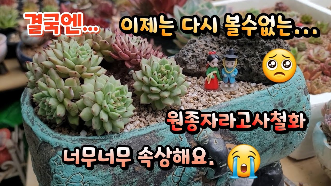 결국에는이제는 다시볼수 없는 수형 너무너무 속상해요 원종자라고사철화 뽄쟁이다육 다육식물 다육이 다육이키우기