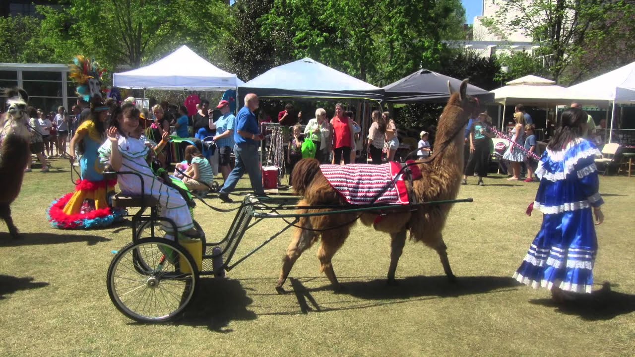 The Great Llama Race - YouTube