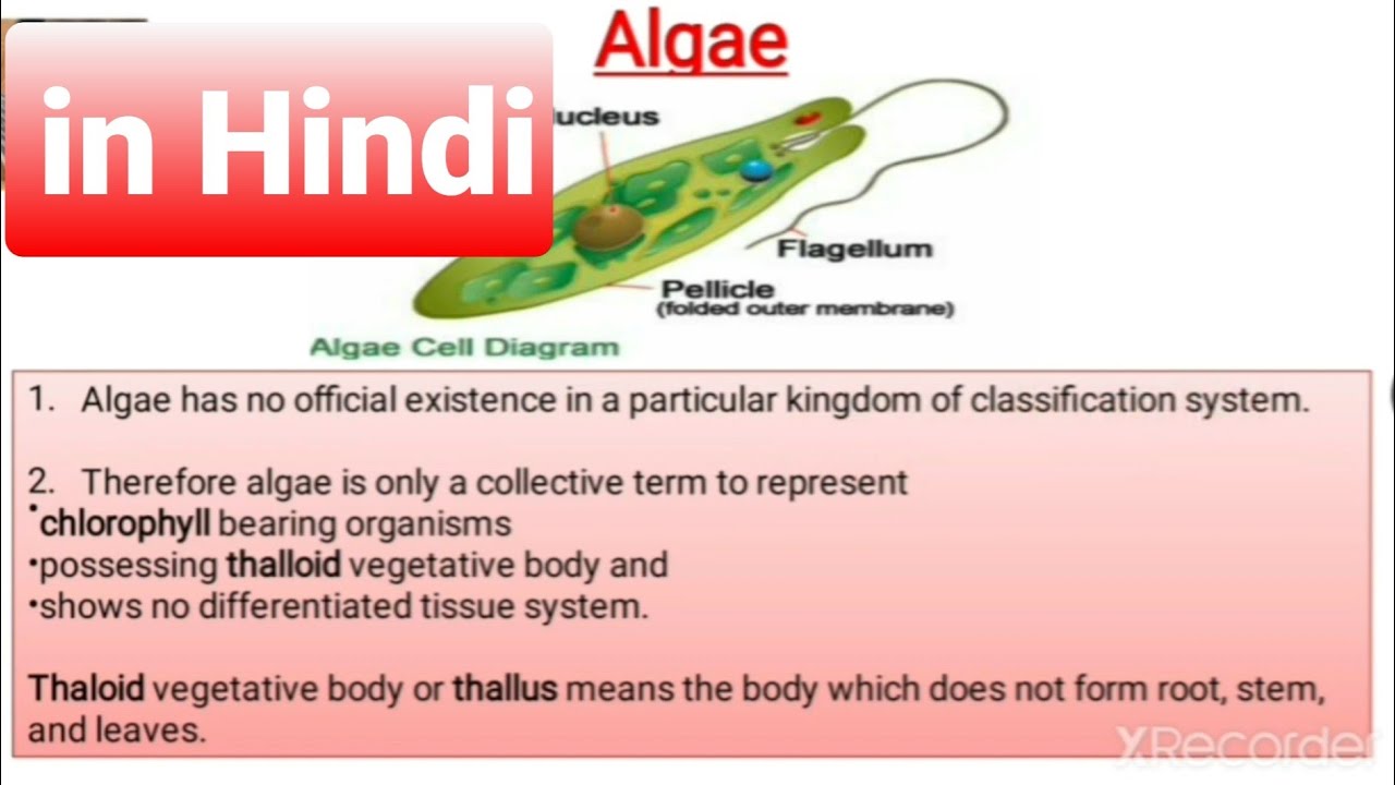 Oscillatoria Occurrence Thallus Structure And Reproduction