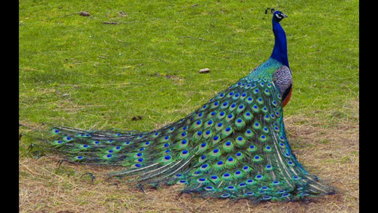 Peafowl - The most beautiful bird in the world - YouTube