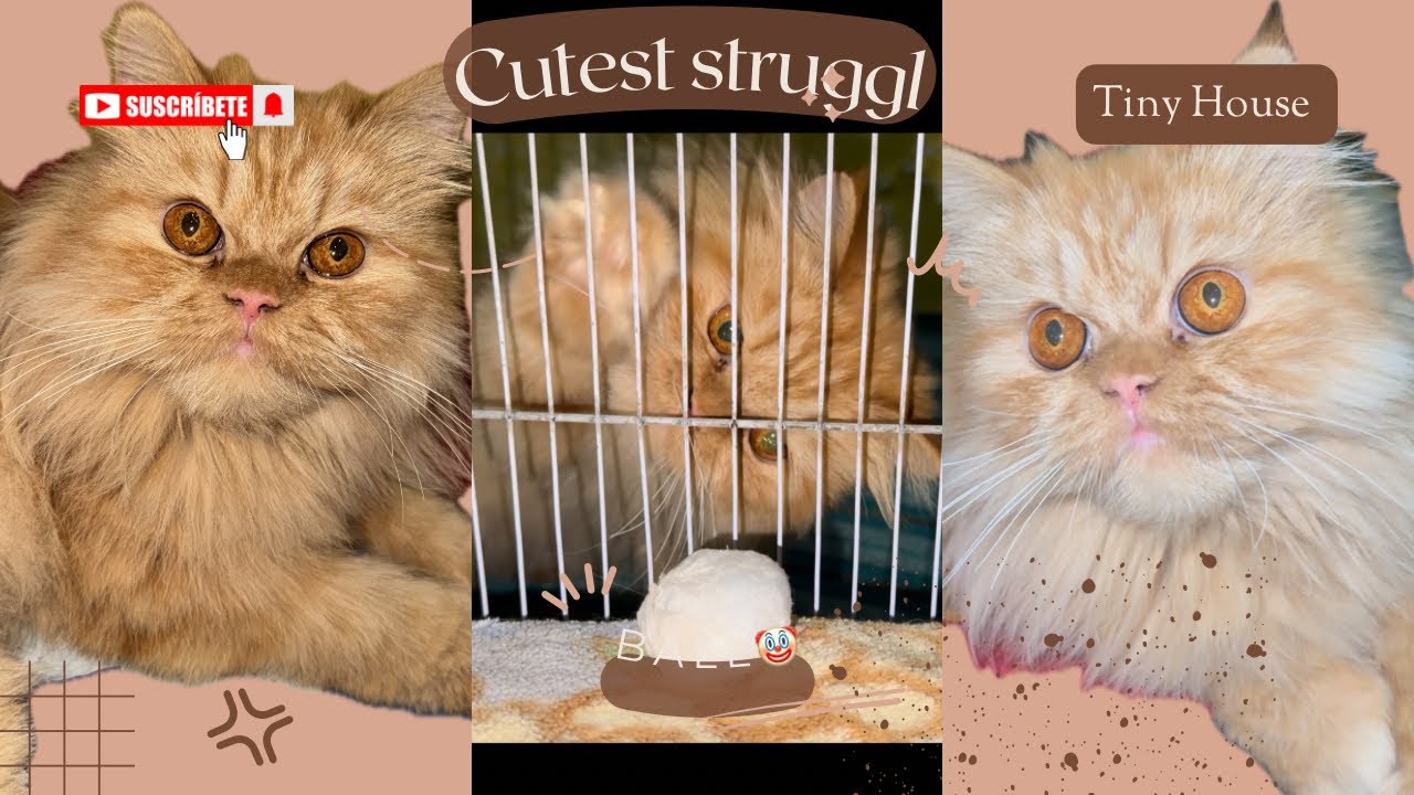 "Hilarious Cat Tries to Get Her Toy Out of Tiny House | Cutest Cat ...