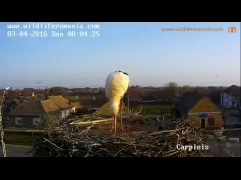 Cuib Barza Alba/White Stork Nest Romania Carpinis-Stork Eating A ...