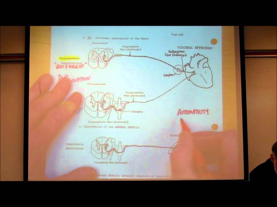 Autonomic Nervous System Part 1 By Professor Finkwmv Youtube