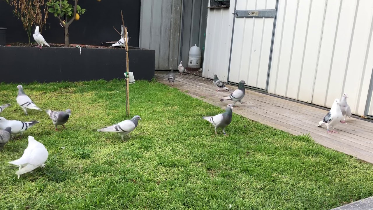 Racing Pigeons silver bars & Dunn chocolates 2019 - YouTube
