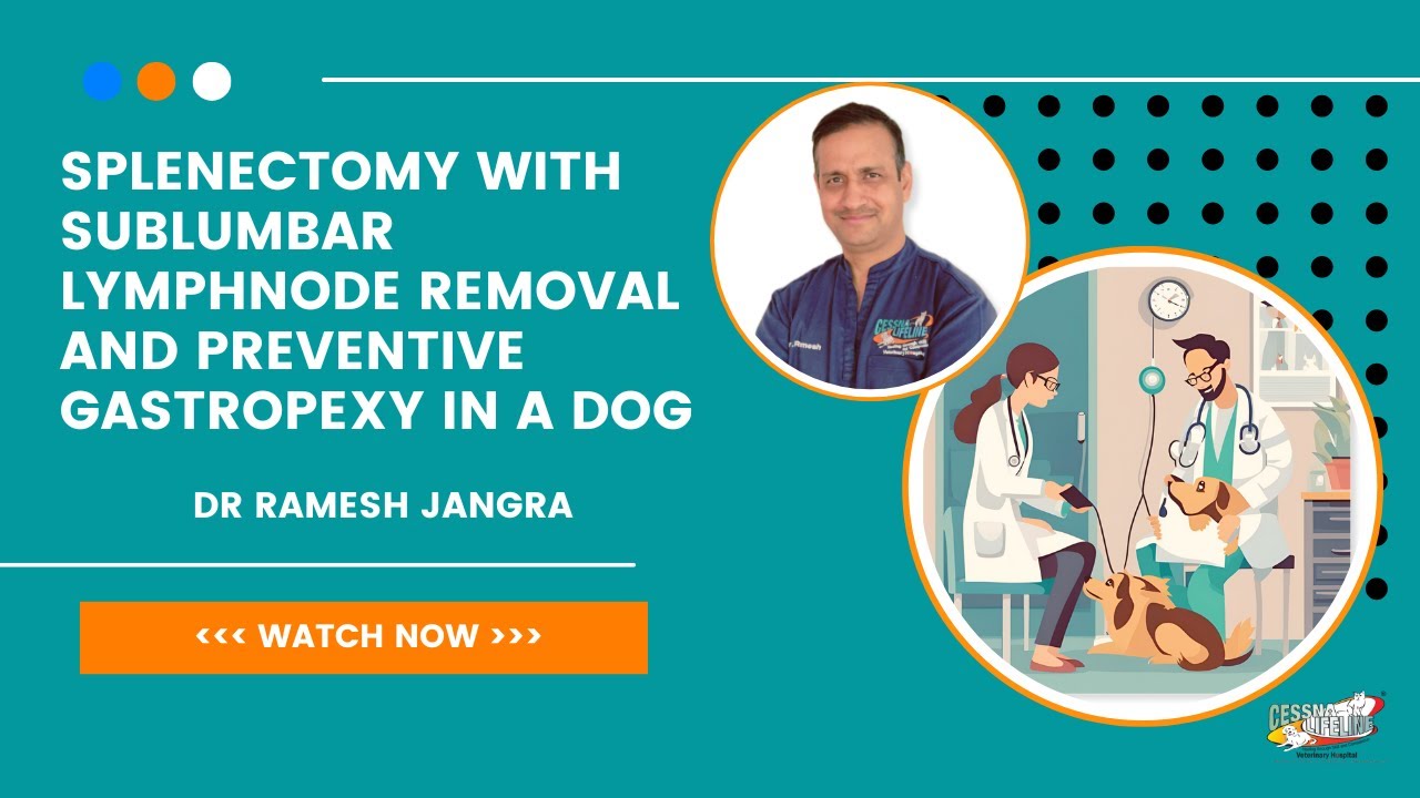 Splenectomy With Sublumbar Lymphnode Removal And Preventive Gastropexy ...