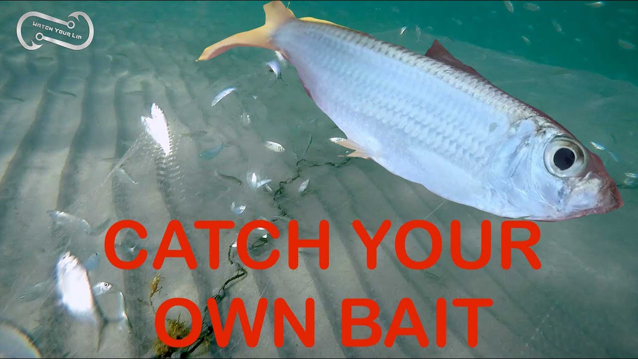 HOW TO CATCH YOUR OWN BAIT ON THE BEACH - NEVER BUY BAIT AGAIN (FF ...