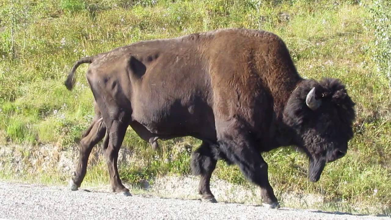 Big old wood bison male walking along hwy 97, BC - YouTube