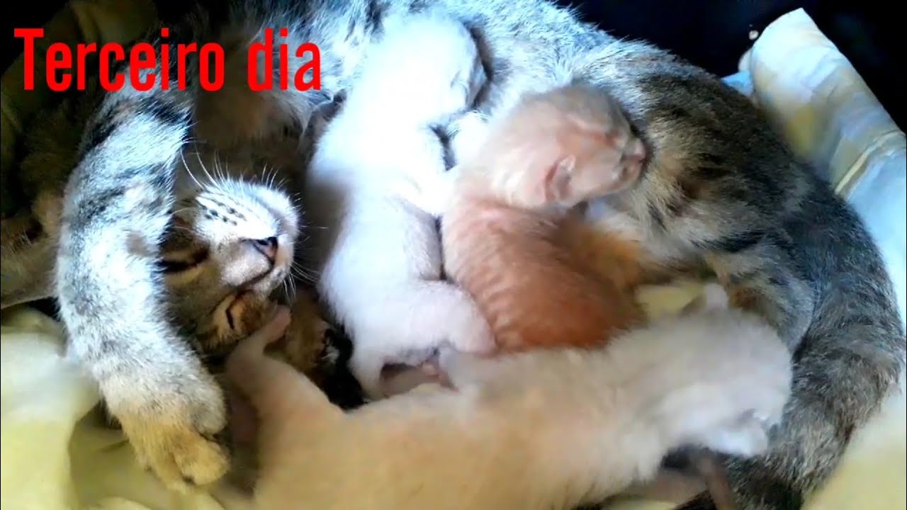 Vídeo do nascimento de gatinho do primeiro dia ao terceiro - YouTube