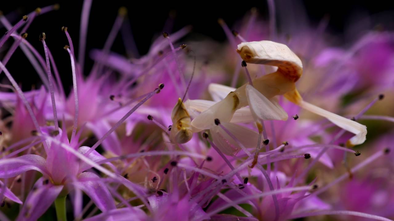 Hymenopus coronatus, Orchid mantis L4 - YouTube