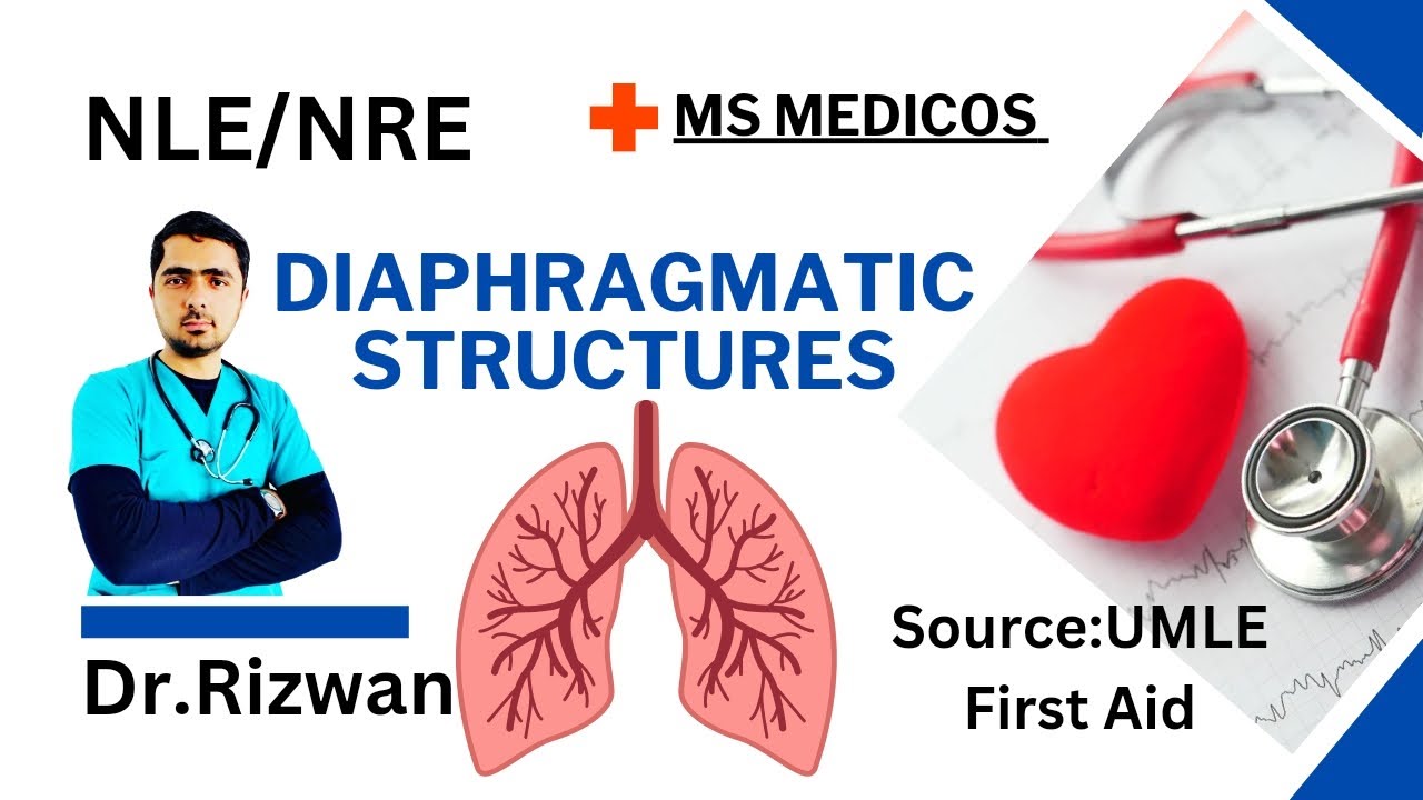 Structures Passing Through the Diaphragm | Openings of Diaphragm Made ...