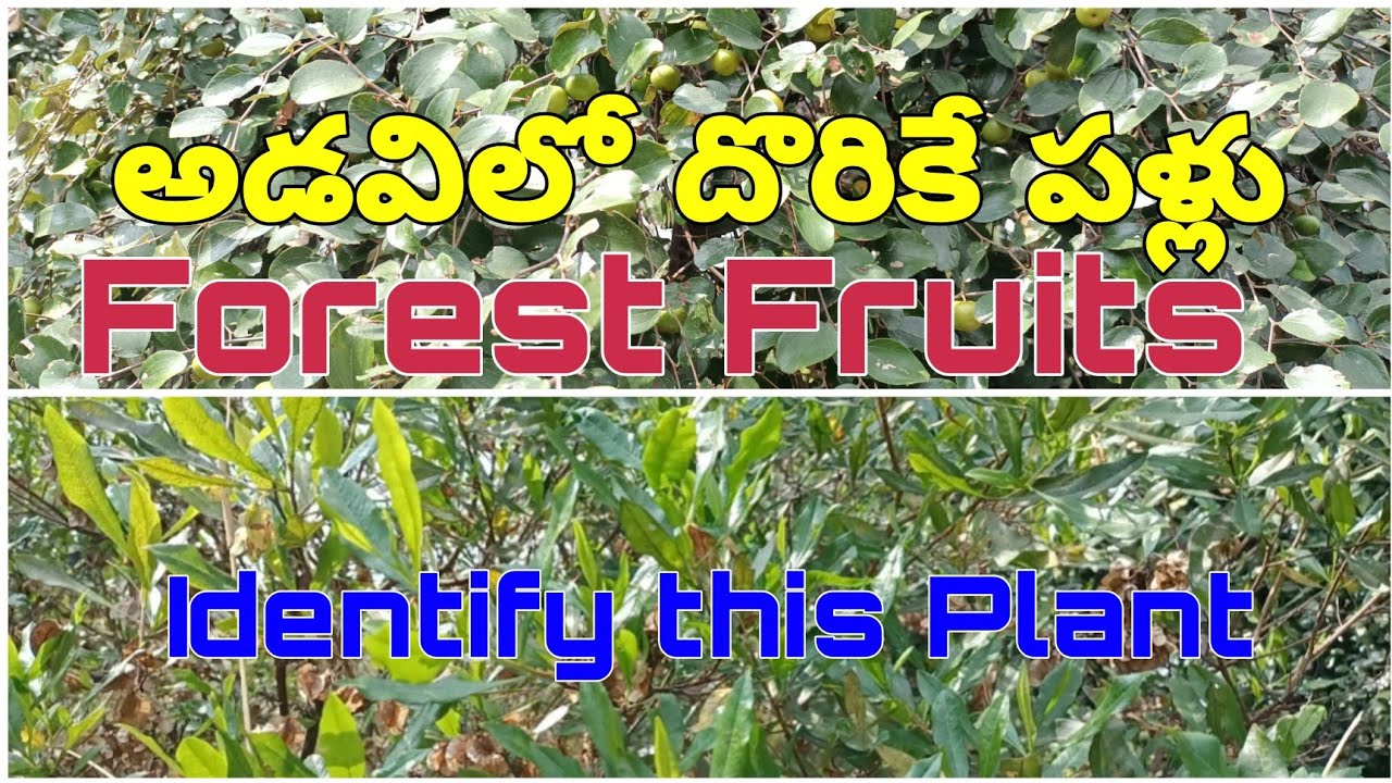 indian jujube Fruits plucking and Eating in my village || Village food ...