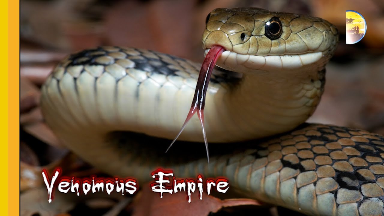 Inside Most VENOMOUS Snake Village in Kenya, Watamu Snake Farm I ...