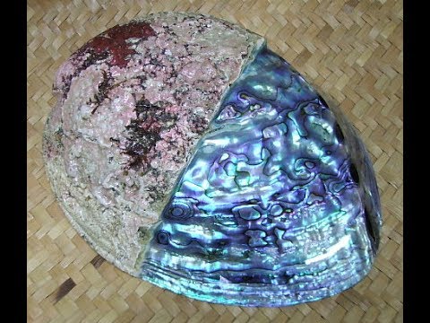 Muriatic Acid Versus Shells - YouTube