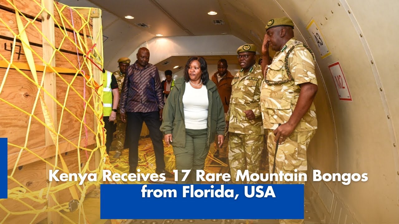 Kenya Receives 17 Rare Mountain Bongos from Florida, USA - YouTube