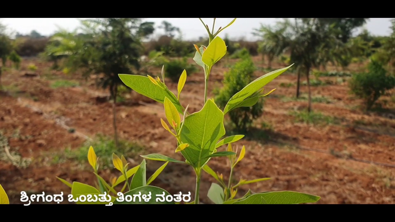 Sandalwood tree | agro forestry | ಶ್ರೀಗಂಧ - YouTube