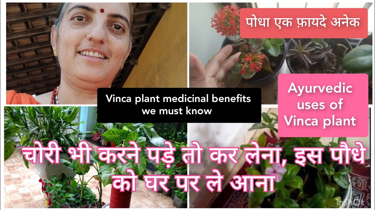 Ayurvedic uses of Sadabahar Plantसदाबहार पौधा /Therapeutic benefits of ...